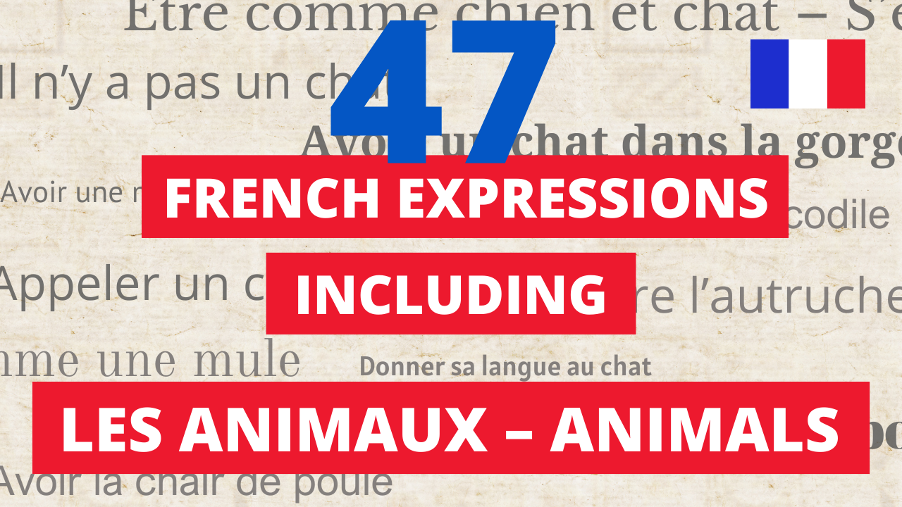 French Partitive Articles - Du, De la, De l’, Des