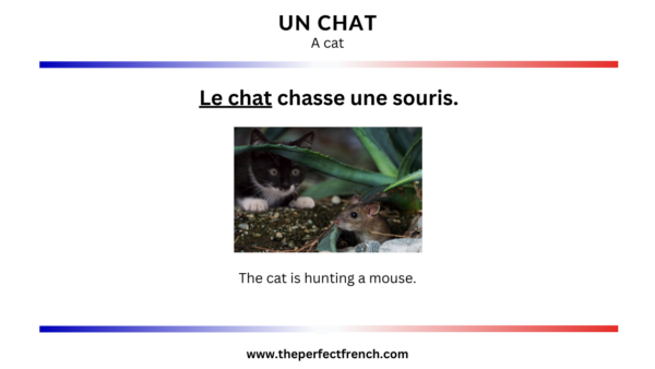French Word of the Day - Un chat (A Cat) - French Online Language ...