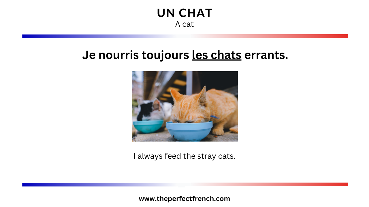 French Word of the Day - Un chat (A Cat) - French Online Language ...