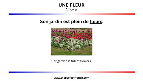 French Word of the Day - Une fleur (A Flower) - French Online Language ...