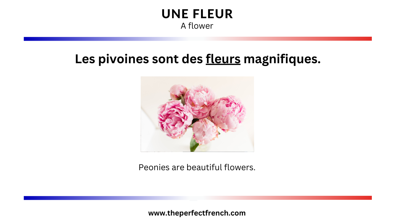 French Word of the Day - Une fleur (A Flower) - French Online Language ...