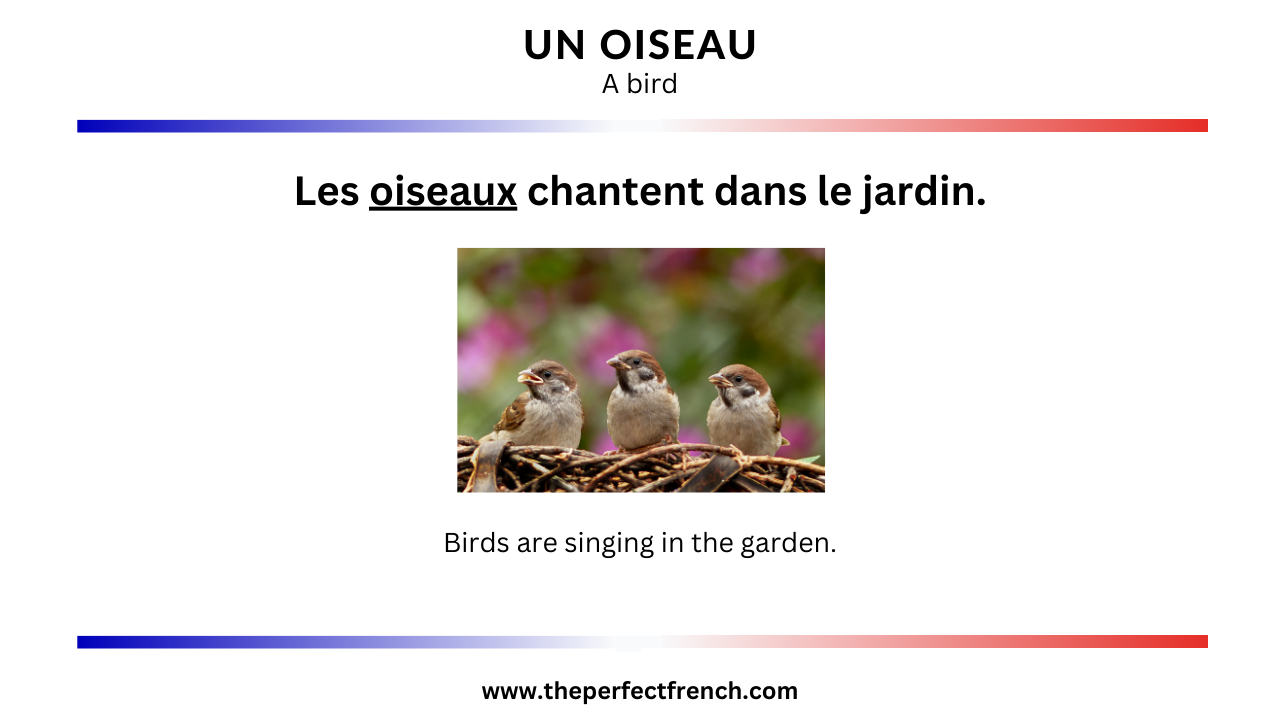 French Word of the Day - Un oiseau (A Bird) - French Online Language ...