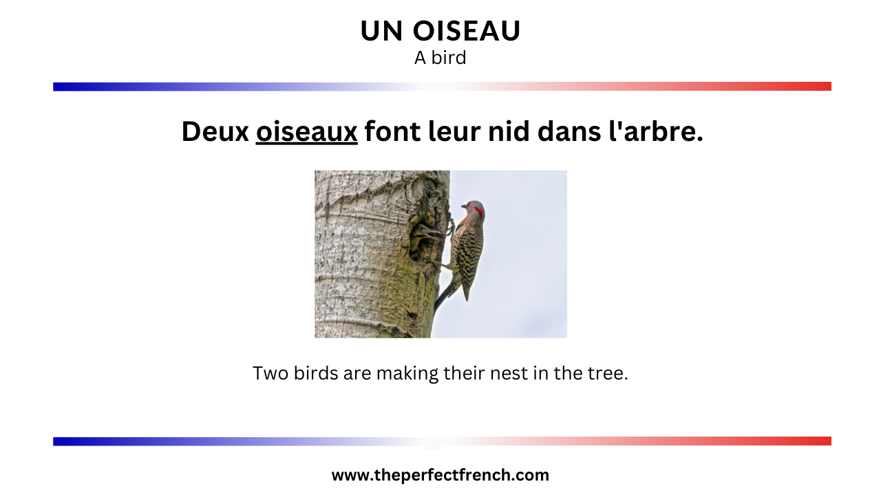 French Word of the Day - Un oiseau (A Bird) - French Online Language ...