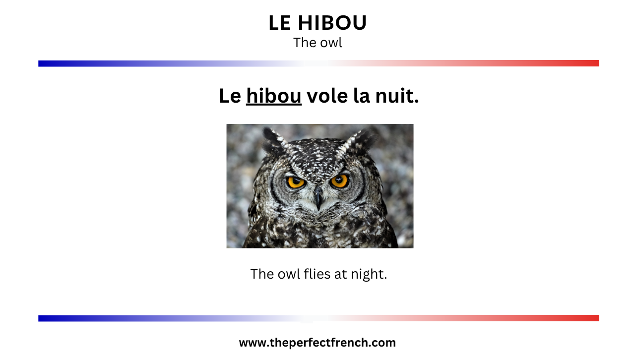French Word of the Day - Le hibou (The Owl) - French Online Language ...