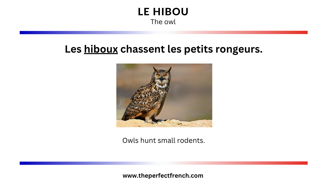 French Word of the Day - Le hibou (The Owl) - French Online Language ...