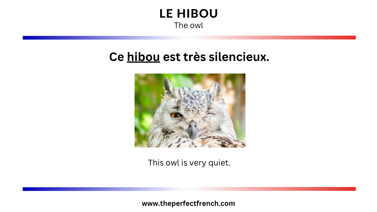 French Word of the Day - Le hibou (The Owl) - French Online Language ...