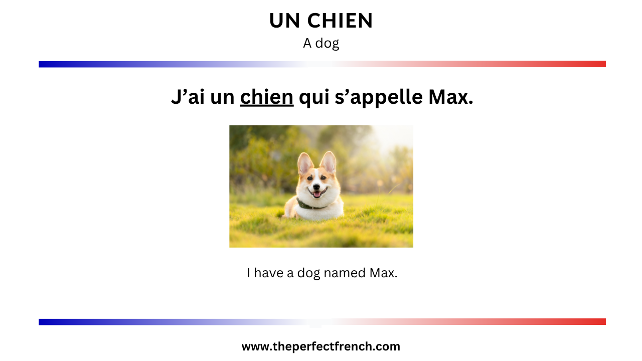 French Word of the Day - Un chien (A Dog) - French Online Language ...