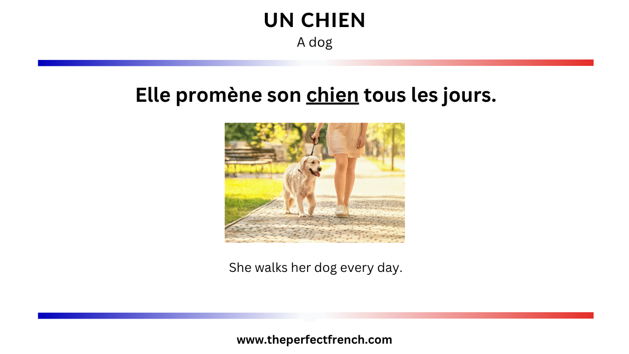 French Word of the Day - Un chien (A Dog) - French Online Language ...