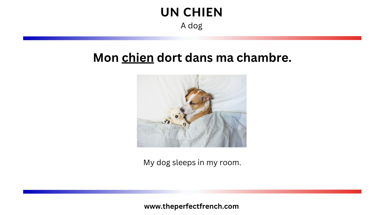 French Word of the Day - Un chien (A Dog) - French Online Language ...