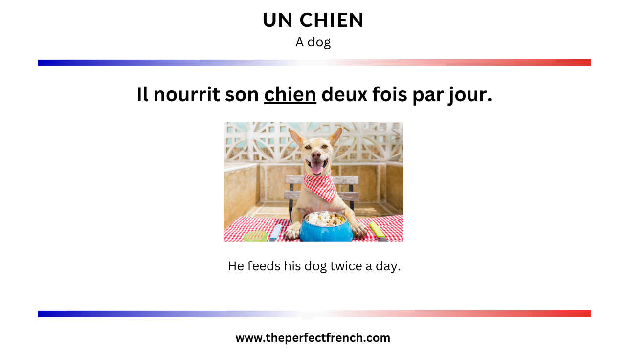 French Word of the Day - Un chien (A Dog) - French Online Language ...