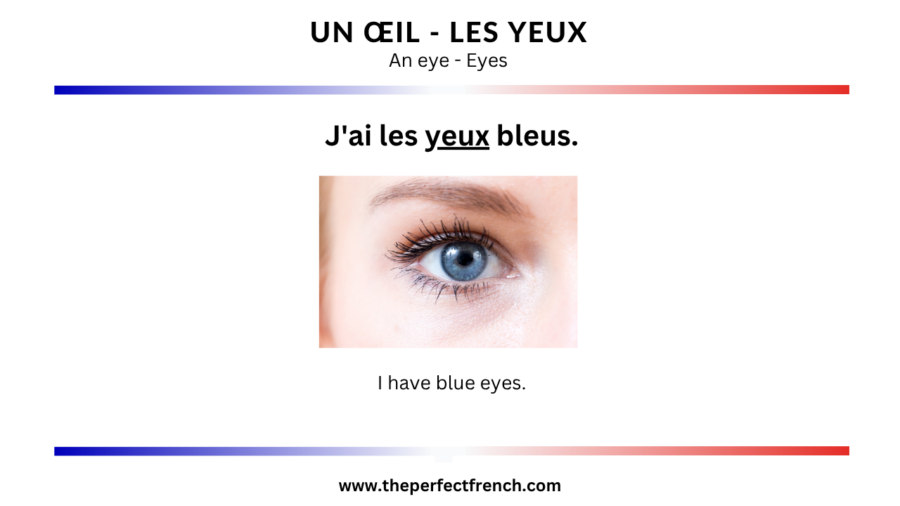 French Word of the Day - Un oeil - Les yeux (An Eye/Eyes) - French ...