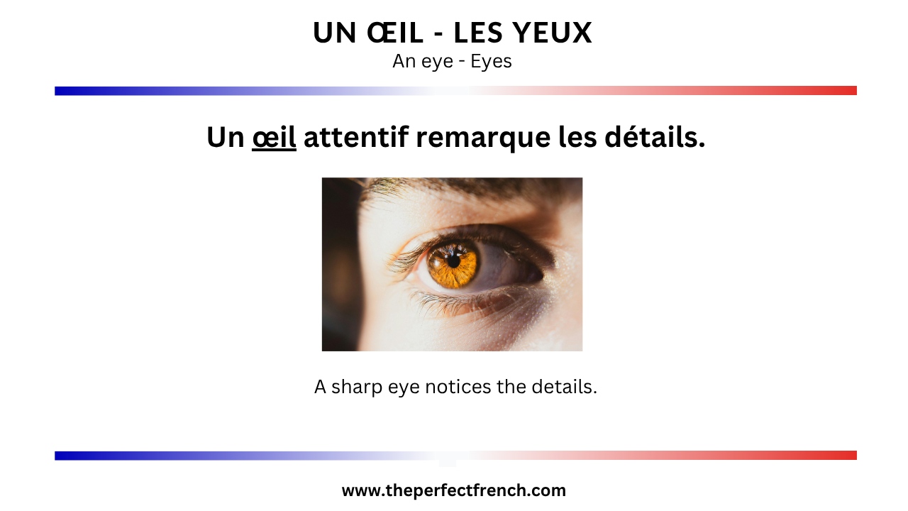 French Word of the Day - Un oeil - Les yeux (An Eye/Eyes) - French ...