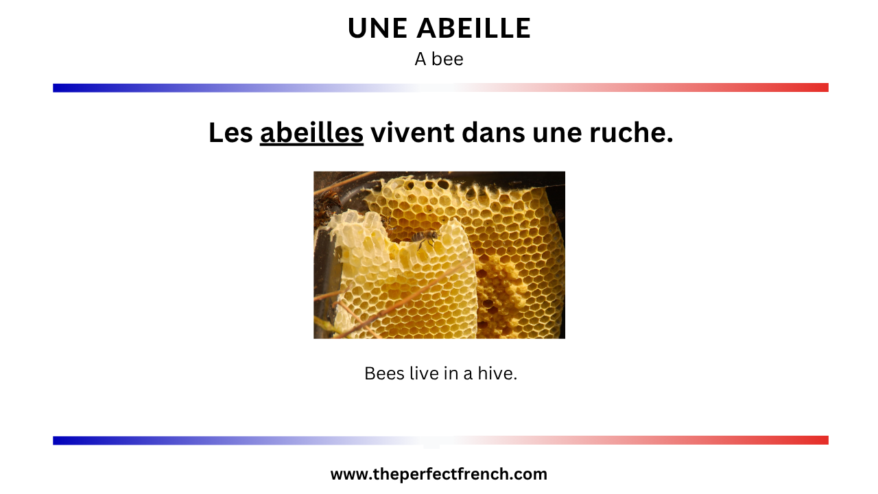 French Word of the Day - Une abeille (A Bee) - French Online Language ...