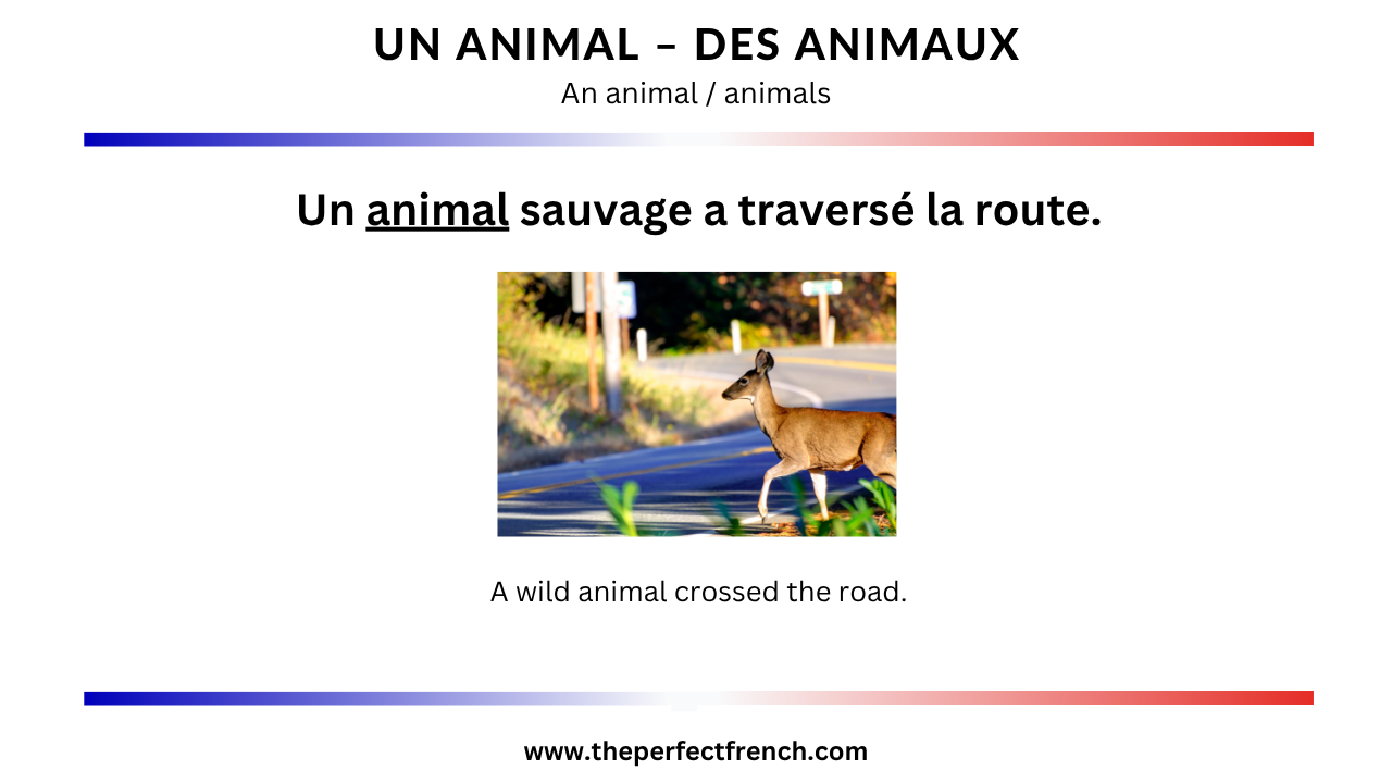 French Word of the Day - Un animal/Des animaux (An Animal/Animals ...
