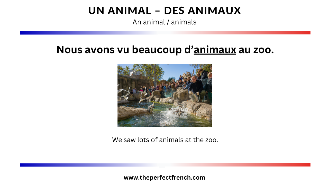 French Word of the Day - Un animal/Des animaux (An Animal/Animals ...