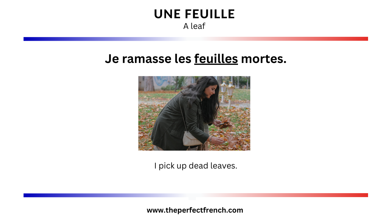 French Word of the Day - Une feuille (A Leaf) - French Online Language ...