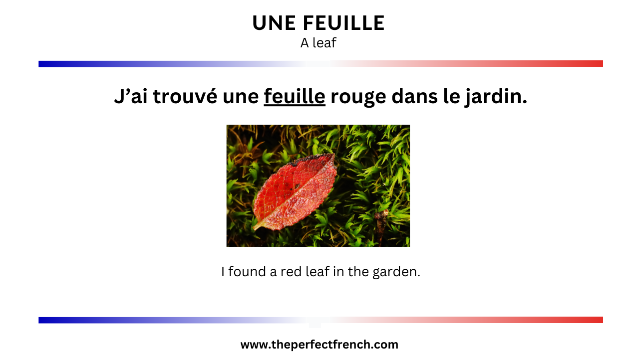 French Word of the Day - Une feuille (A Leaf) - French Online Language ...