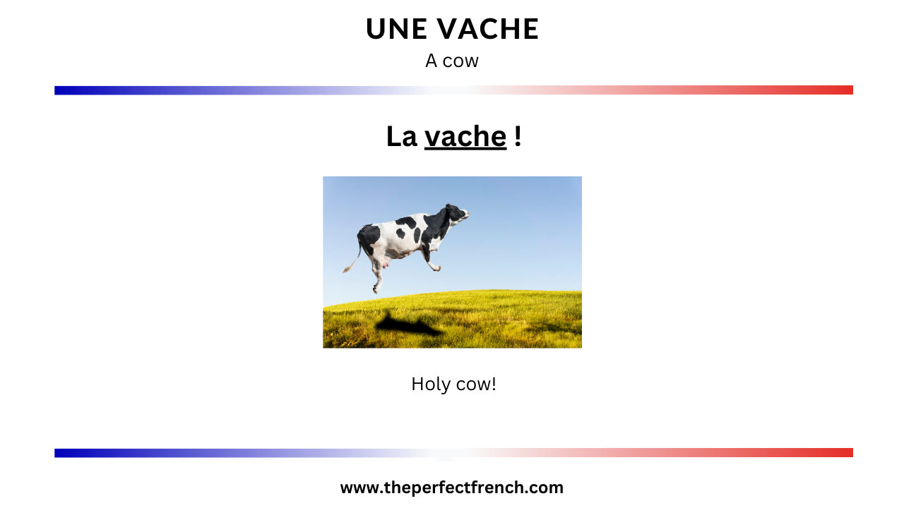 French Word of the Day - Une vache (A Cow)