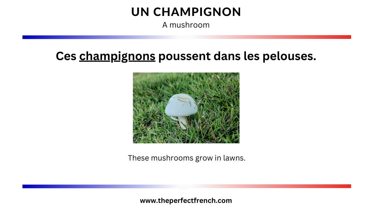 French Word of the Day - Un champignon (A Mushroom)